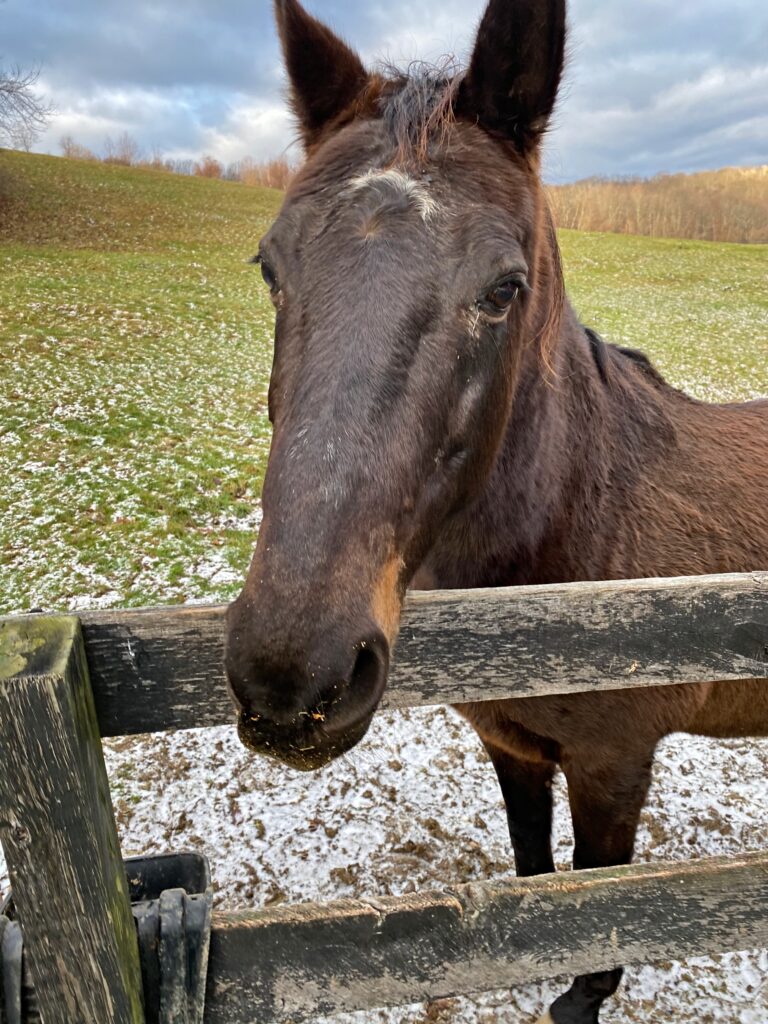 Animal Farm Foundation