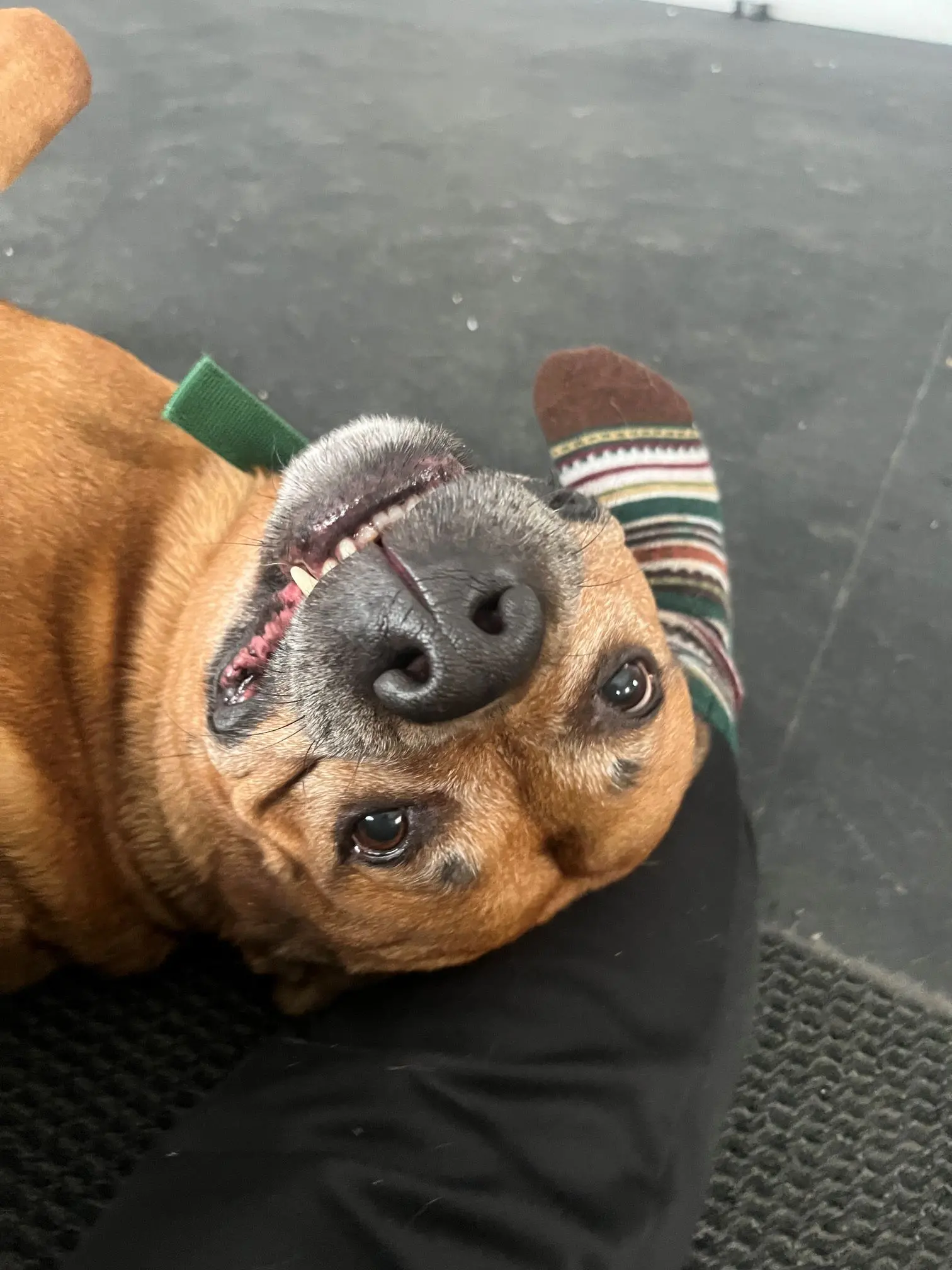 This Breed Recognition App Is Ripping Dogs From Their Families