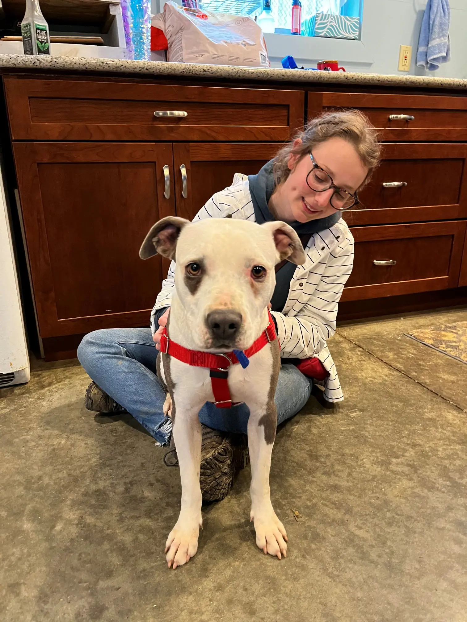 4 Home Insurance Companies that Don't Have Dog Breed Restrictions